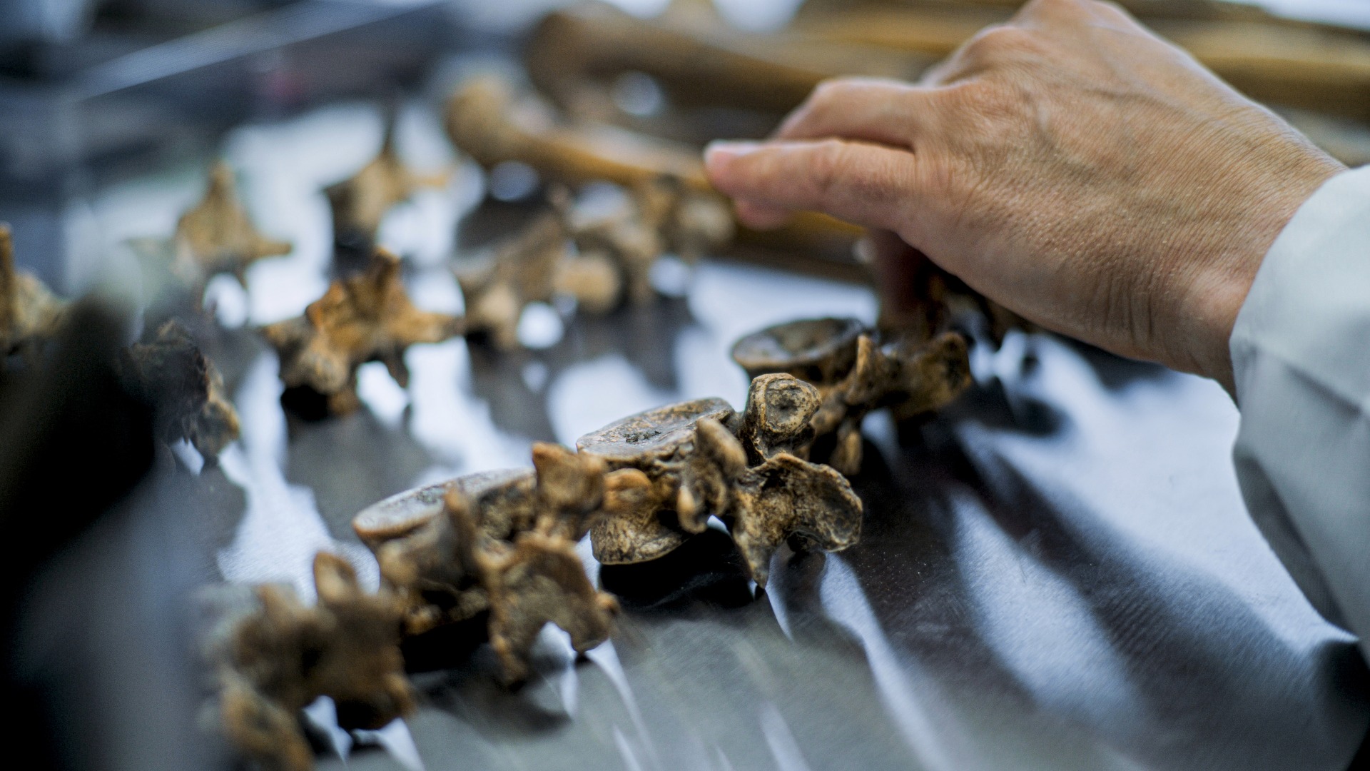 Archaeozoology | Definition | Historical Context - art||fact society