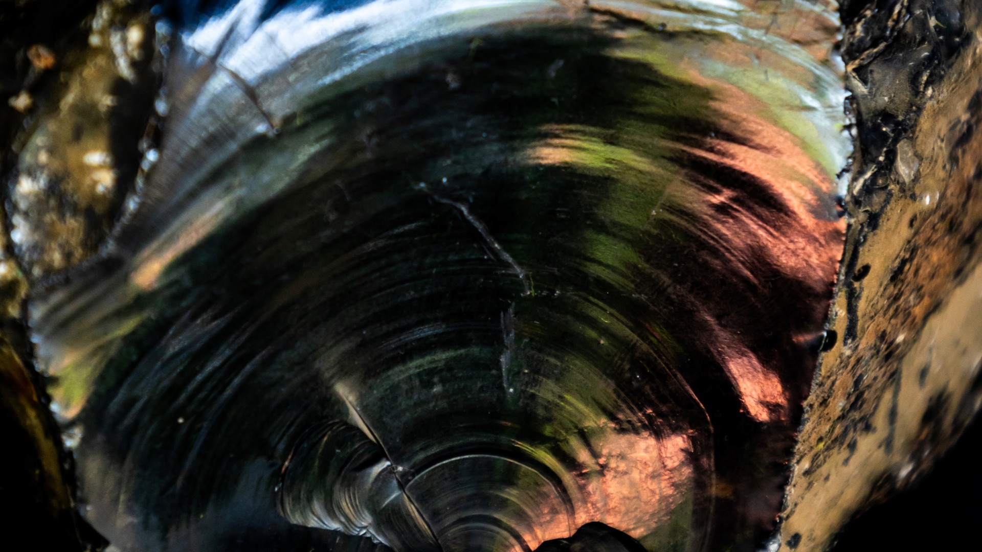 Conchoidal Fracture | Definition - Art||fact Society